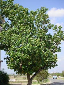 Majagua Arbol Cienfuegos Verde